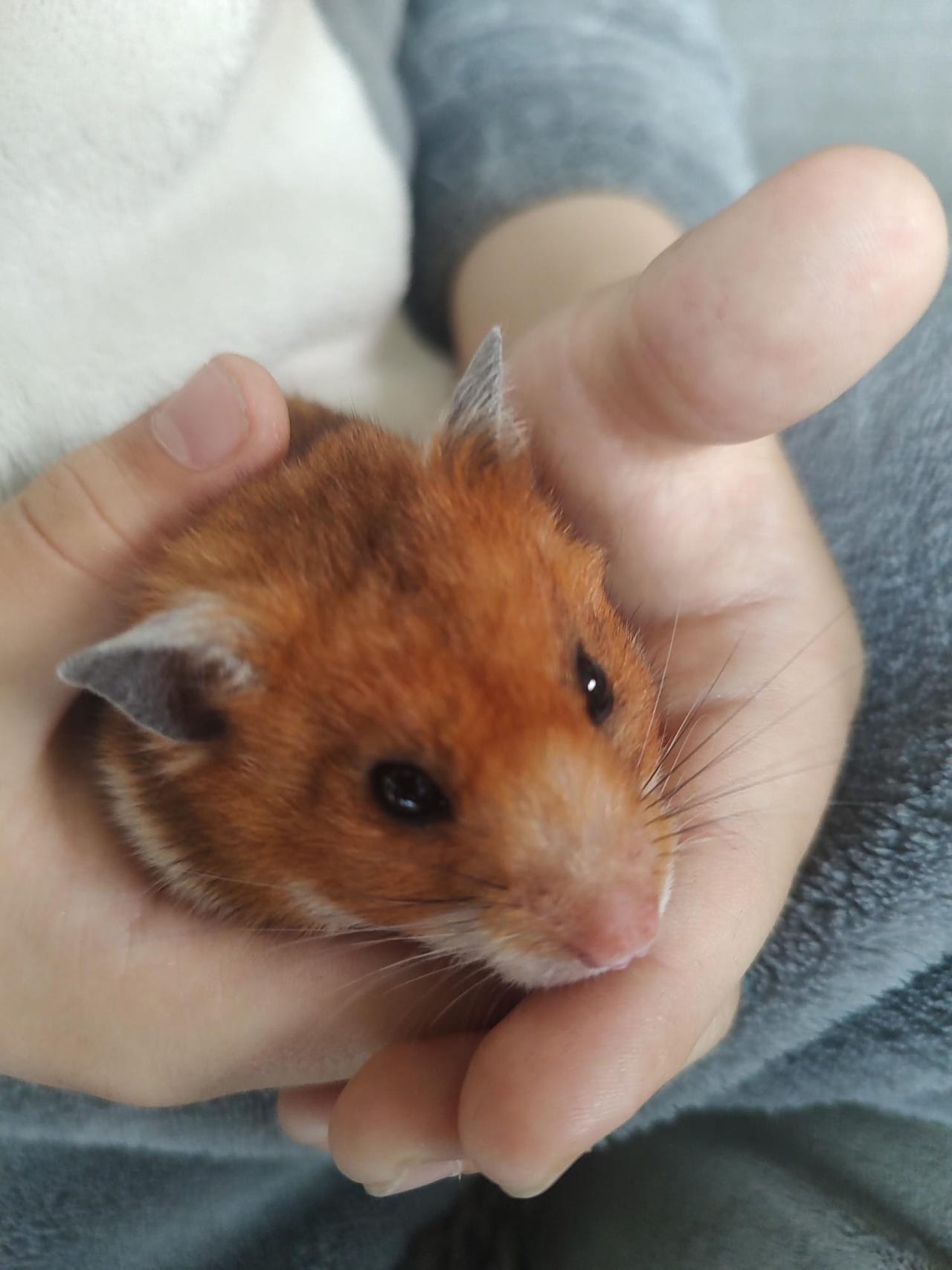 Hamster/gullhamster med bur og mye utstyrt | FINN-torget