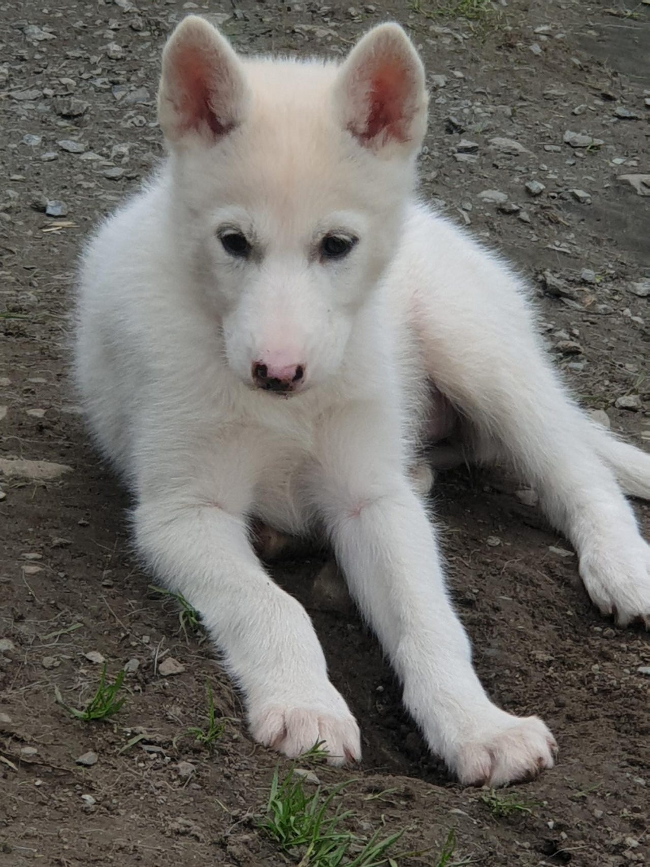 Siberian Husky valper. Ny pris! | FINN torget
