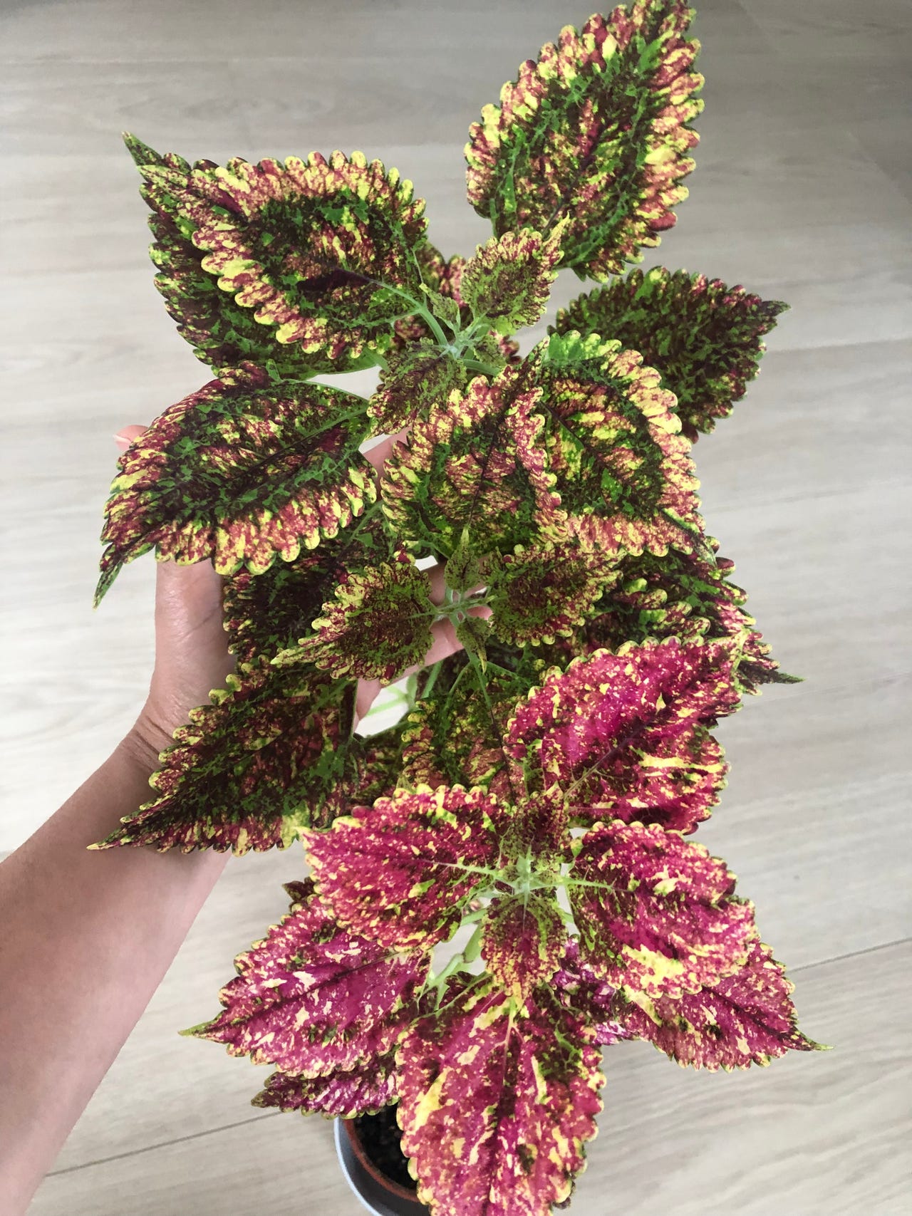 Coleus: Piñata Stikling | FINN torget