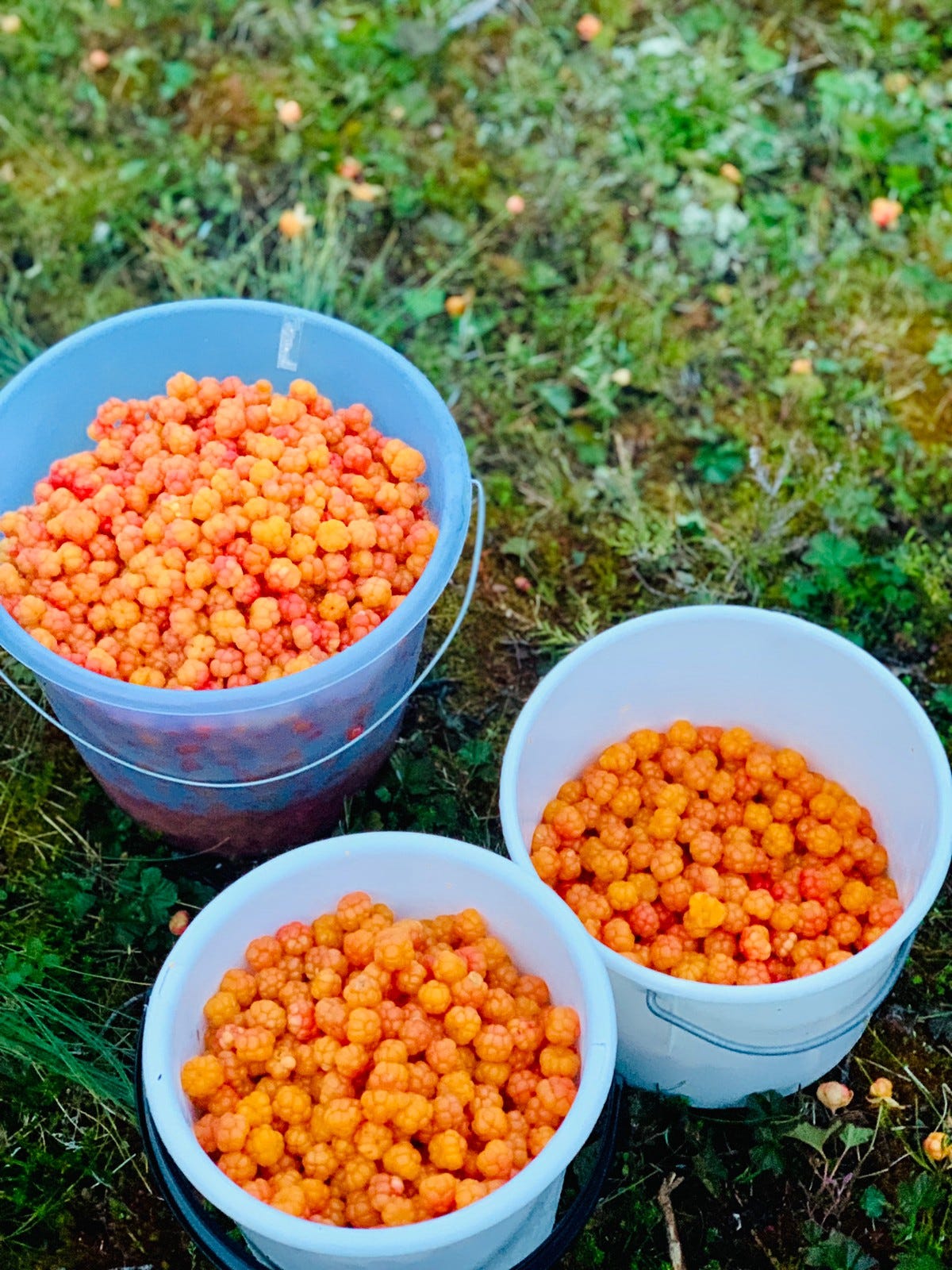 Multer fra fjellet i Saltdal, Nordland, plukket i august | FINN-torget