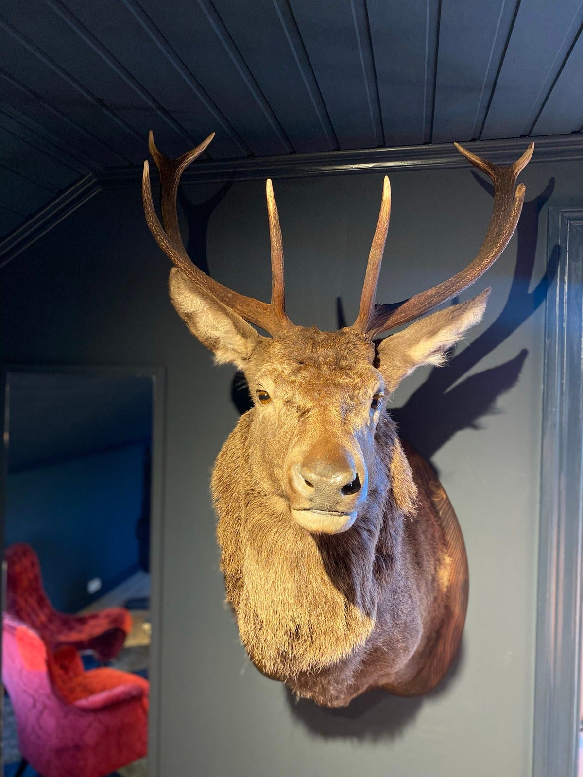 utstoppet hjort | FINN-torget