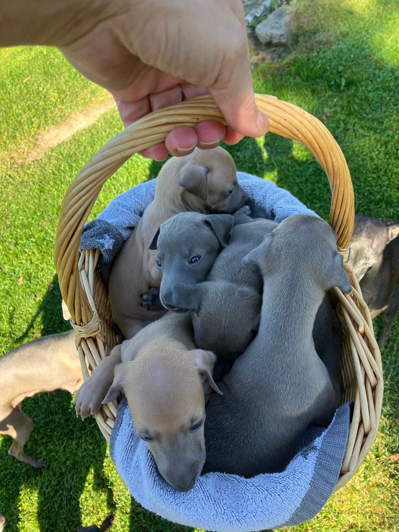 Italienske mynde valper til salgs | FINN torget