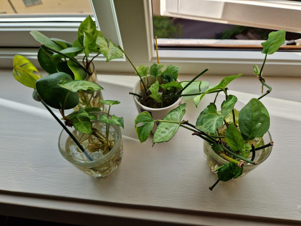 Stiklinger av bla. Monkey mask, gullranke og elefantøre | FINN.no