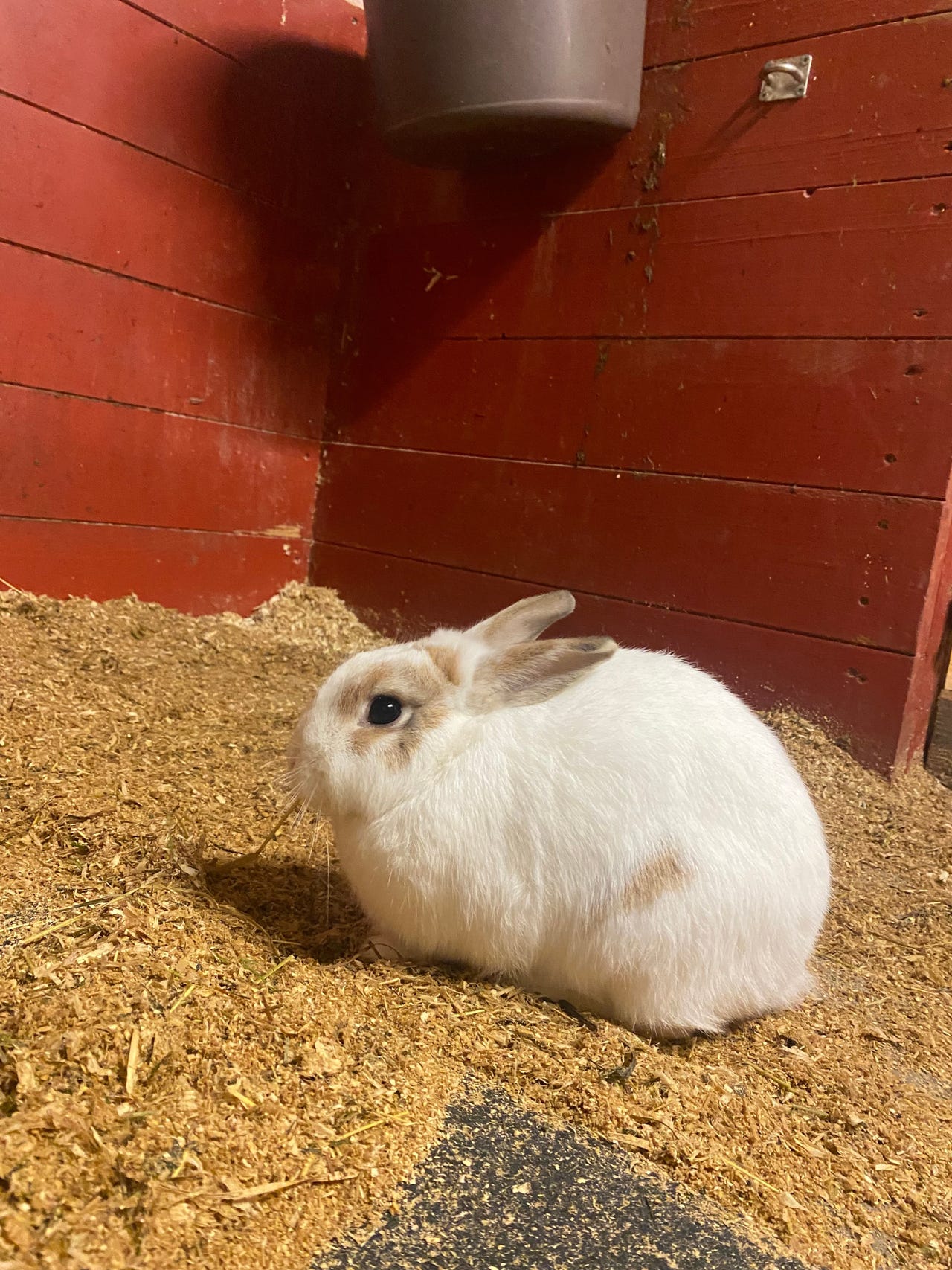 Tre kaniner gis bort (en kaninunge) | FINN-torget