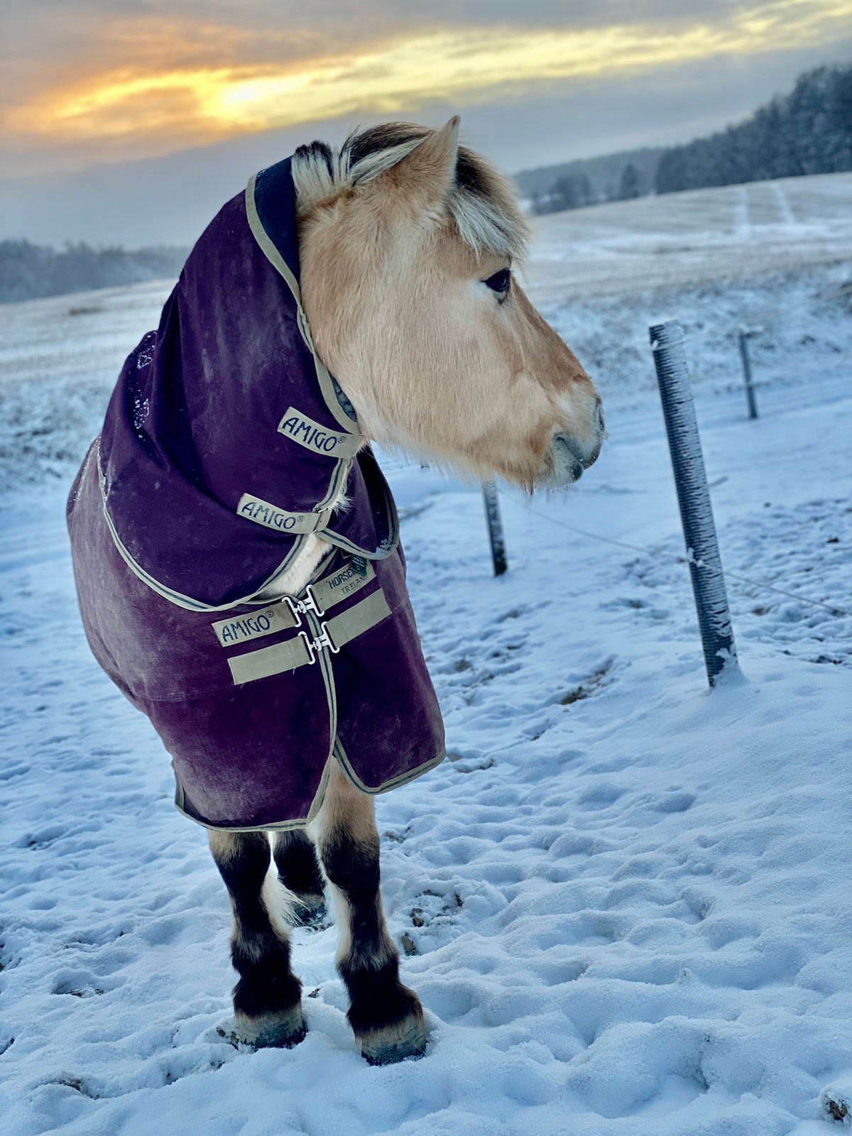 7år gammel Fjording | FINN torget