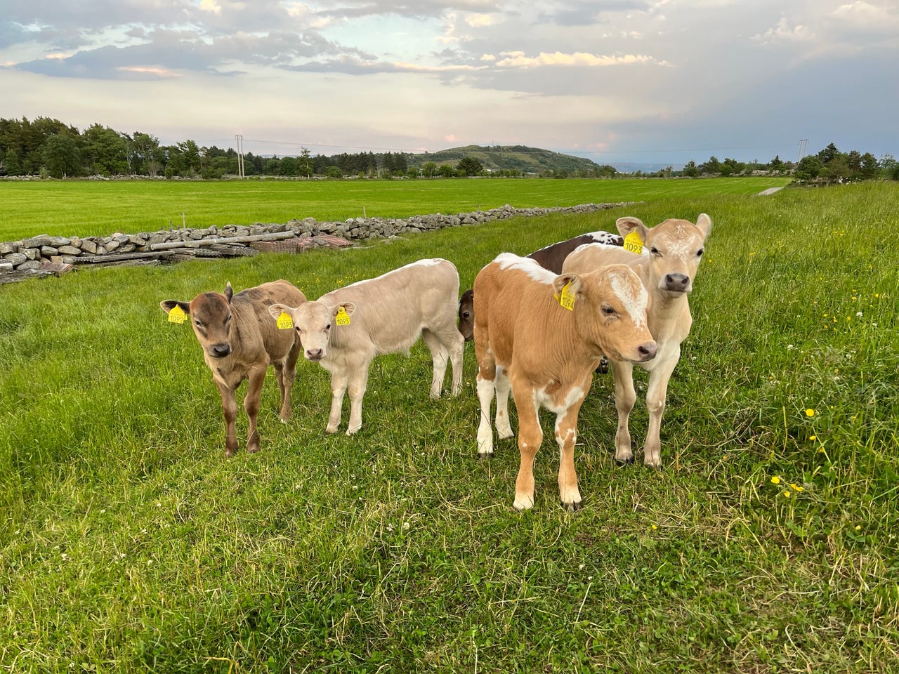 Vestlandsk fjordfe | FINN torget