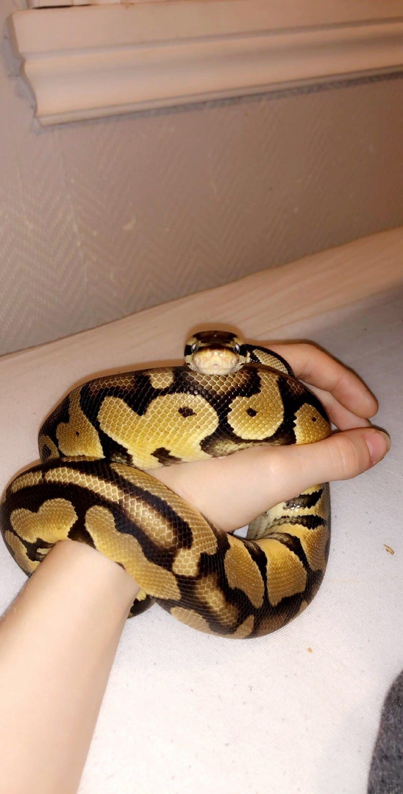 konge pyton | FINN-torget