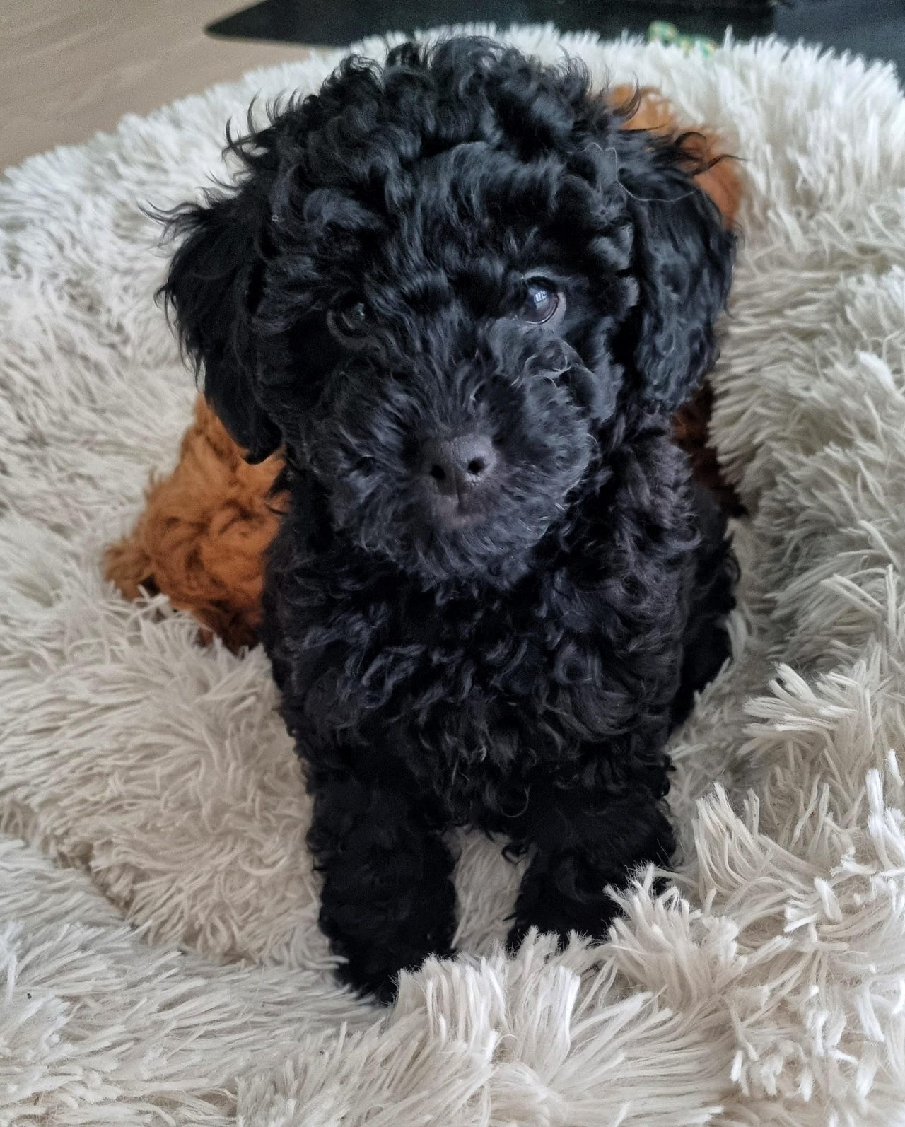 Dvergpuddel valp | FINN torget