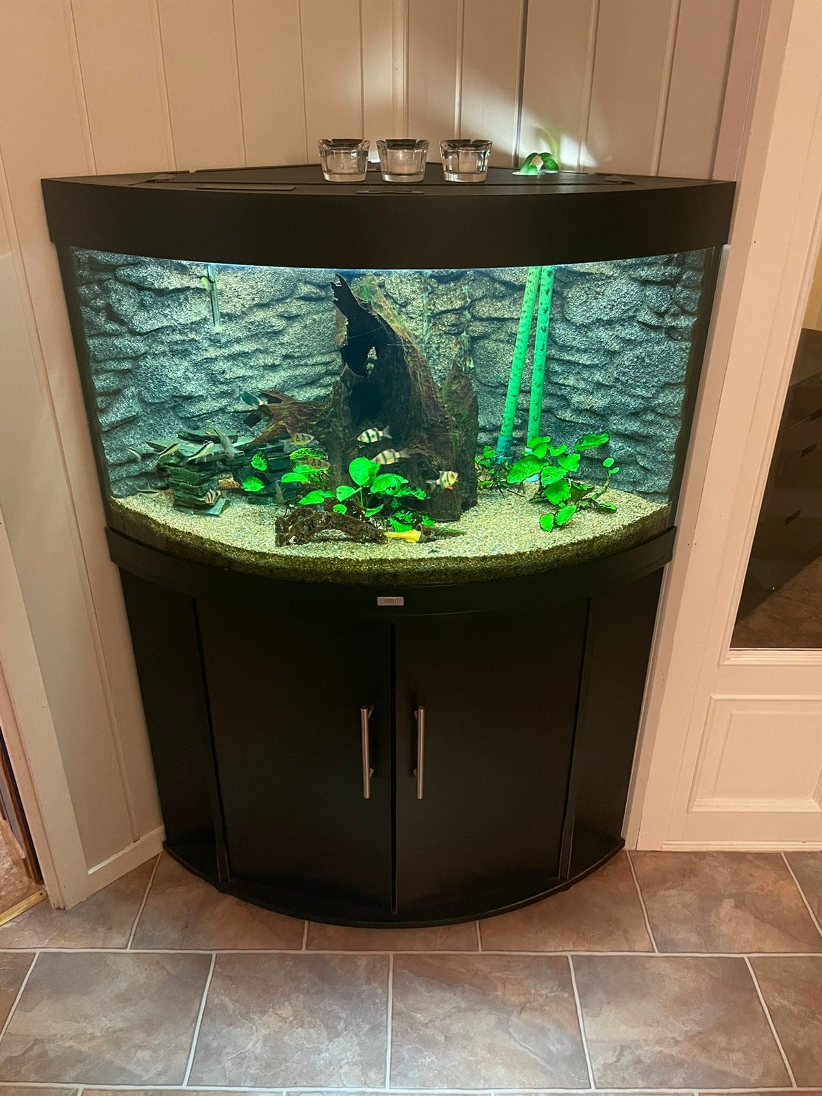 Akvarium gis bort (reservert ut fredag 27.01.23) | FINN torget