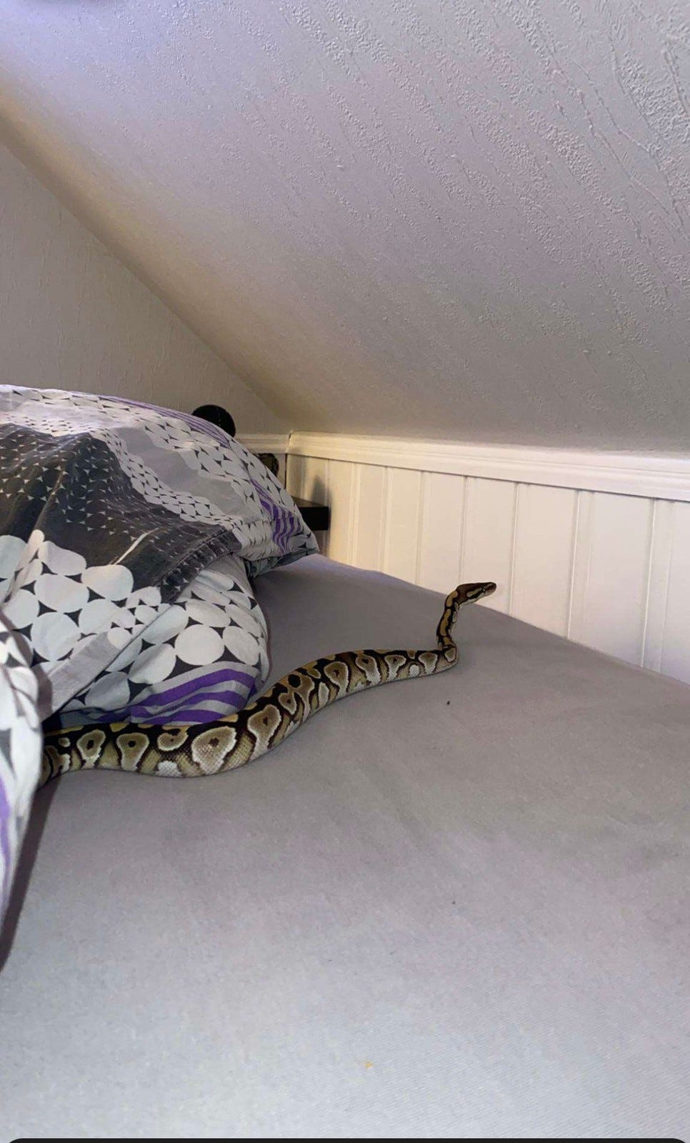 Konge Python (pris kan diskuteres) | FINN torget