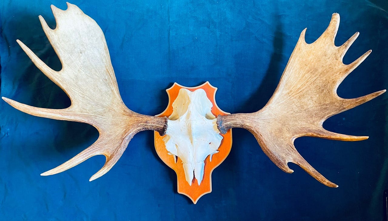 Gevir, trofé, Elg | FINN-torget