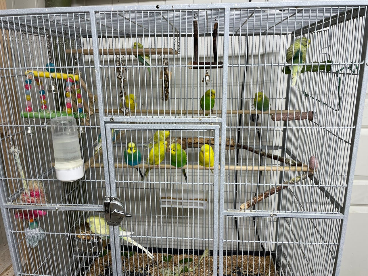 Vakre Undulater till salgs 150 kr | FINN-torget