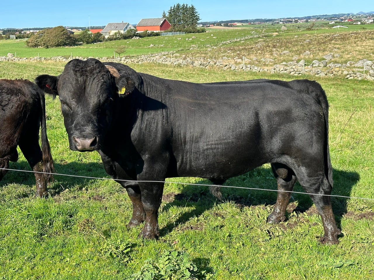 Dexter Okse til avl | FINN-torget