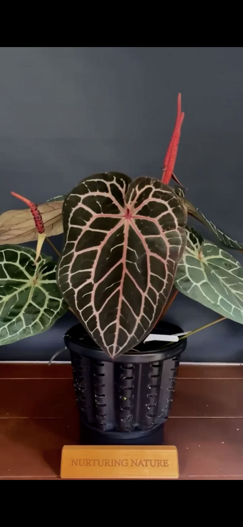 DocBlock Anthurium Zara x Michelle | FINN torget