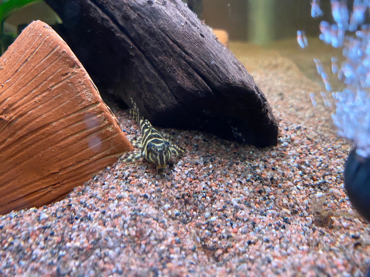 Hypancistrus sp. L066 | FINN-torget