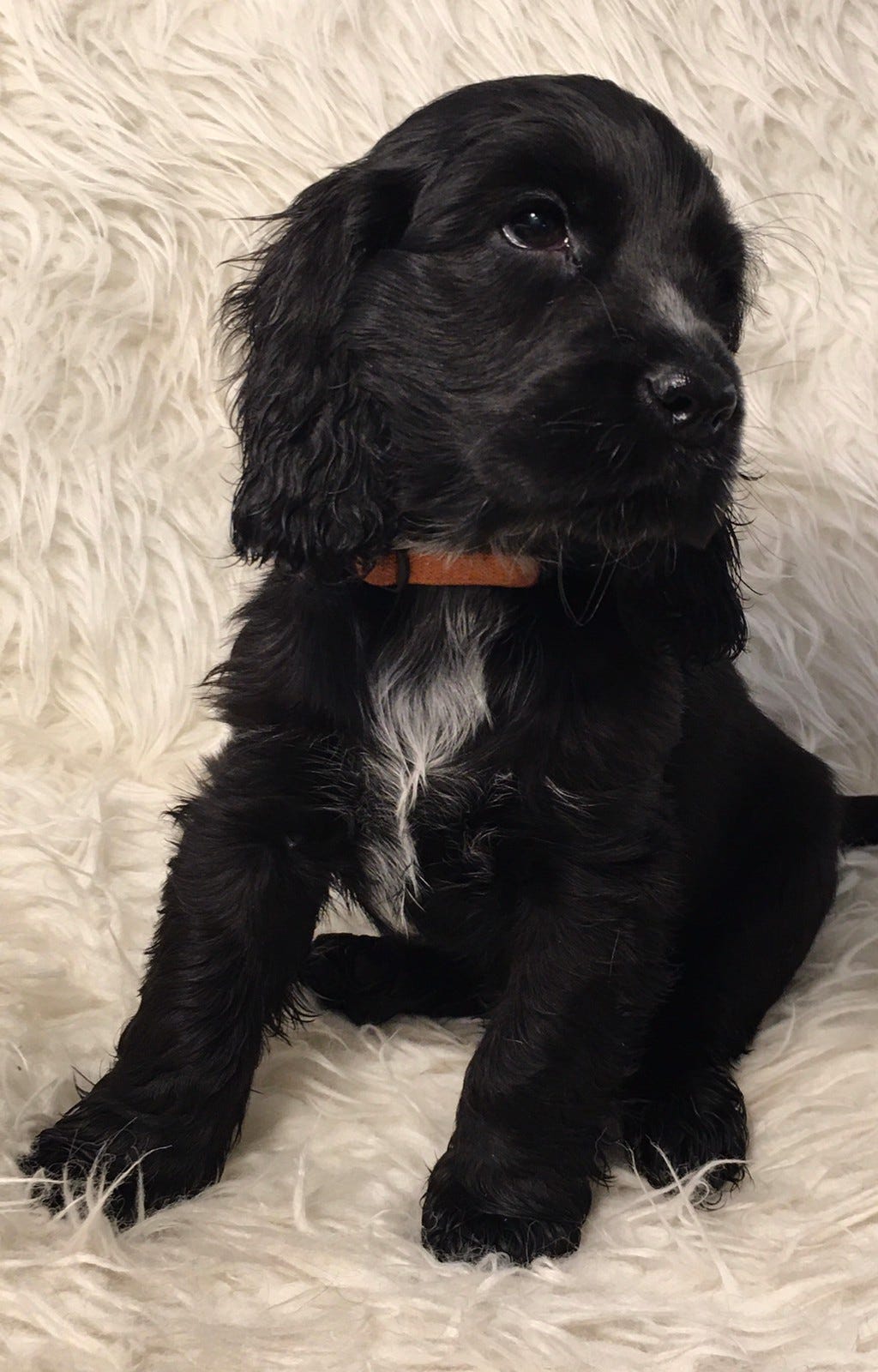 Eng. Cocker spaniel | FINN torget