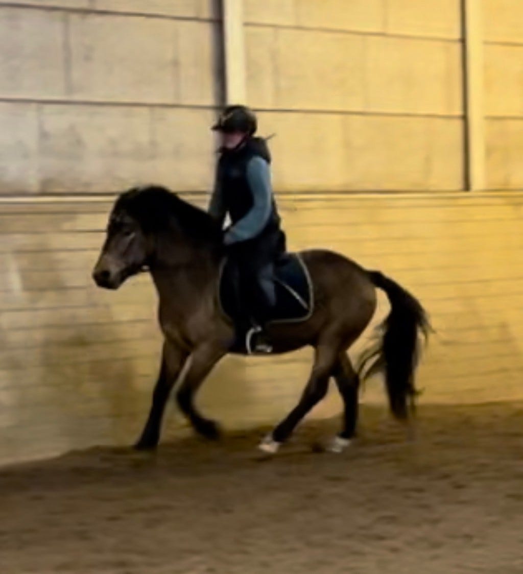 Selskap / sjanse hest! Nordlandshest / Lyngshest vurderes solgt | FINN ...