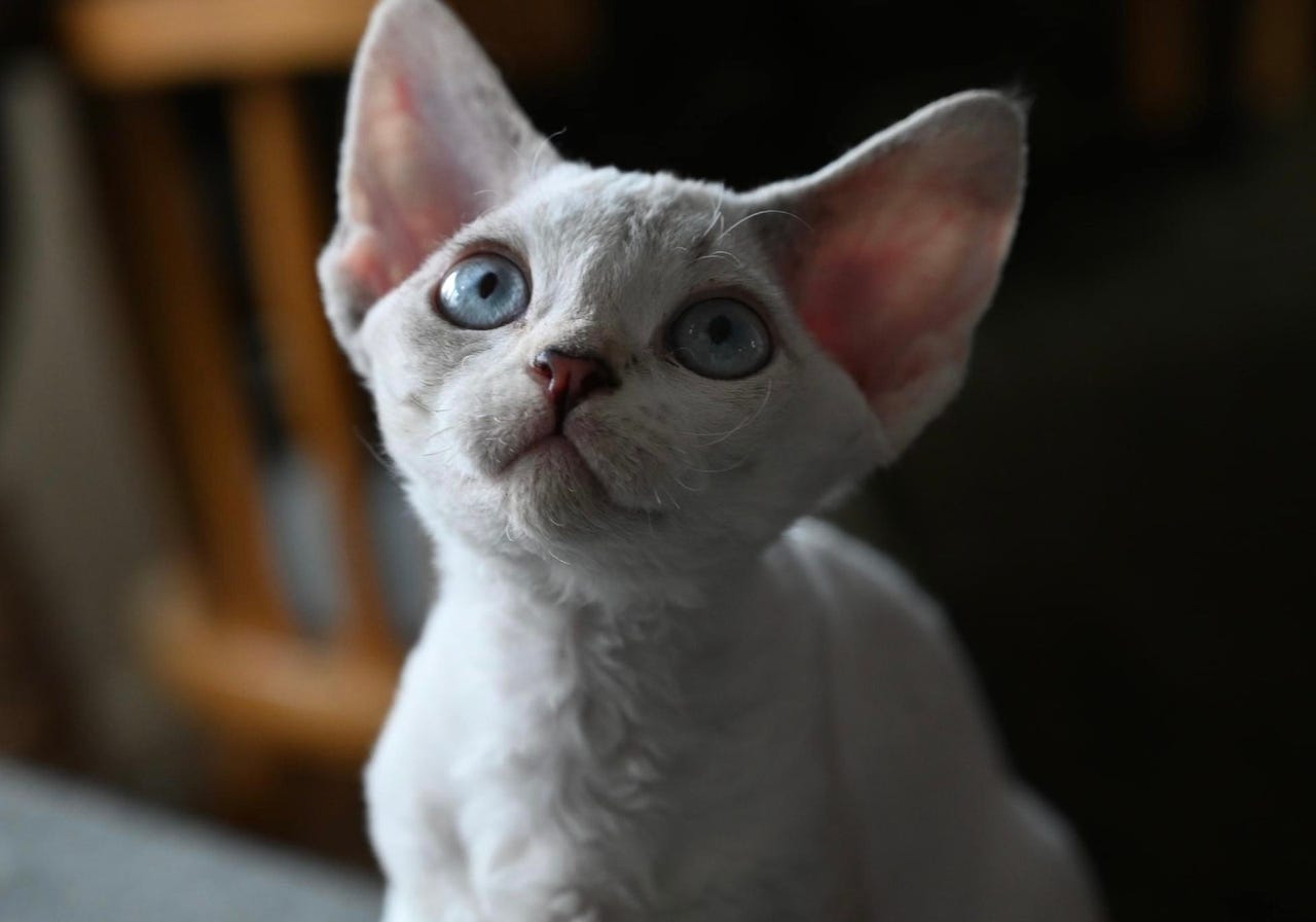 Devon Rex kattunge med stamtavle, jente | FINN-torget