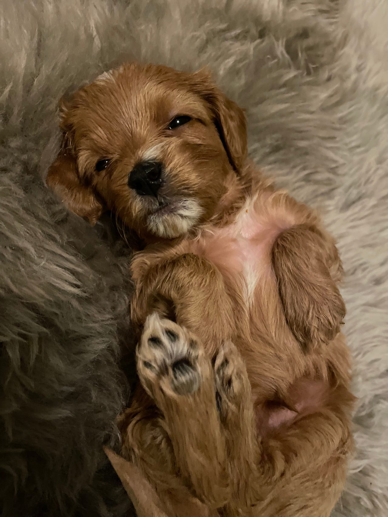 Cavapoo valp | FINN torget