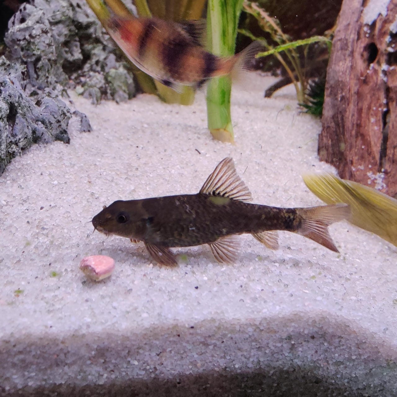 Garra rufa Doktorfisk | FINN-torget