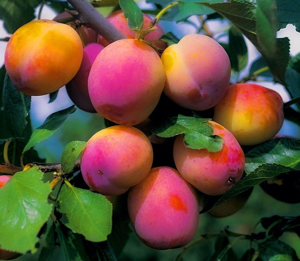 Plomme tre Victoria 🍇 | FINN torget