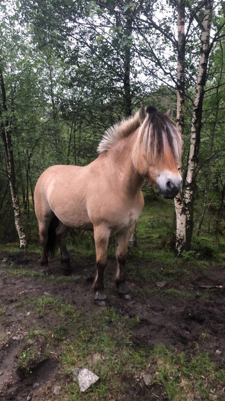 fjording | FINN torget