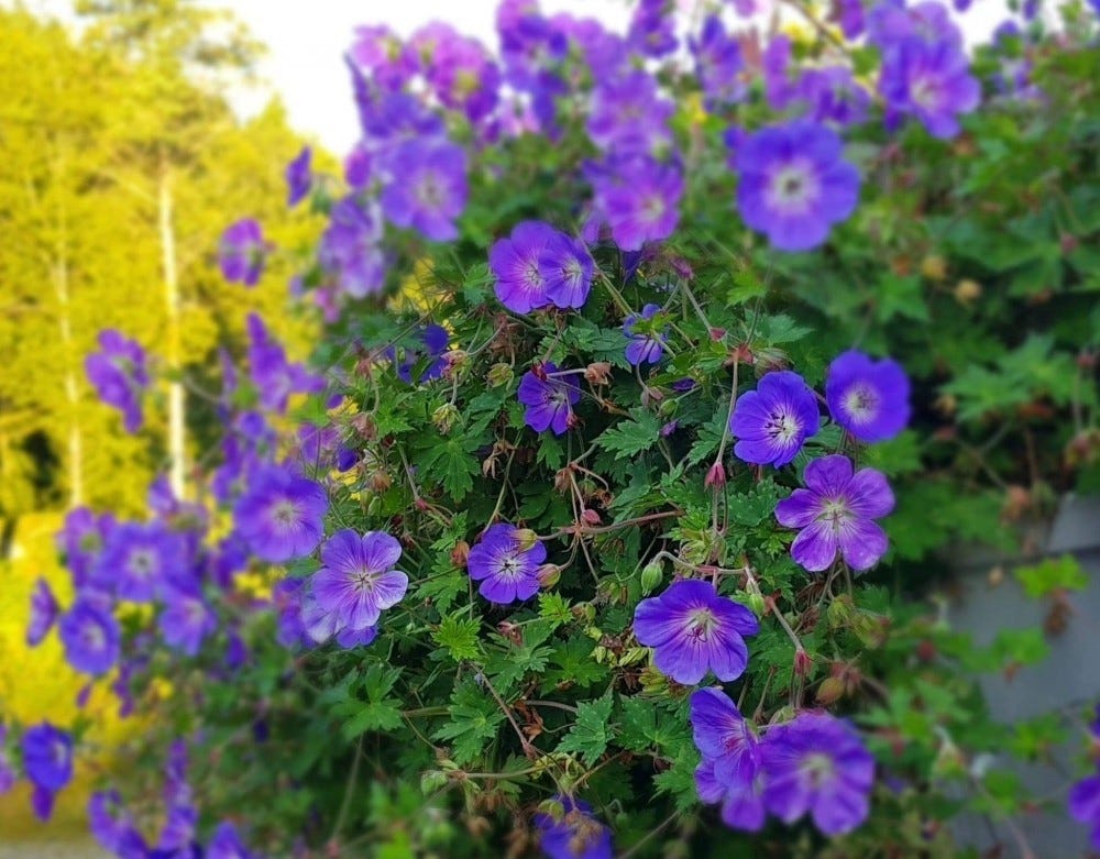 Staude Geranium 'Rozanne' i potte. -gratis frakt over kr 1000 | FINN-torget
