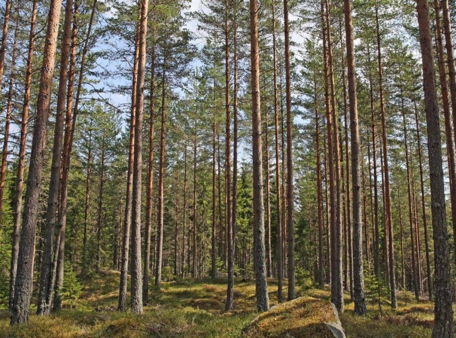 Selvhogst, tre på rot, ved, skog, rydding | FINN torget