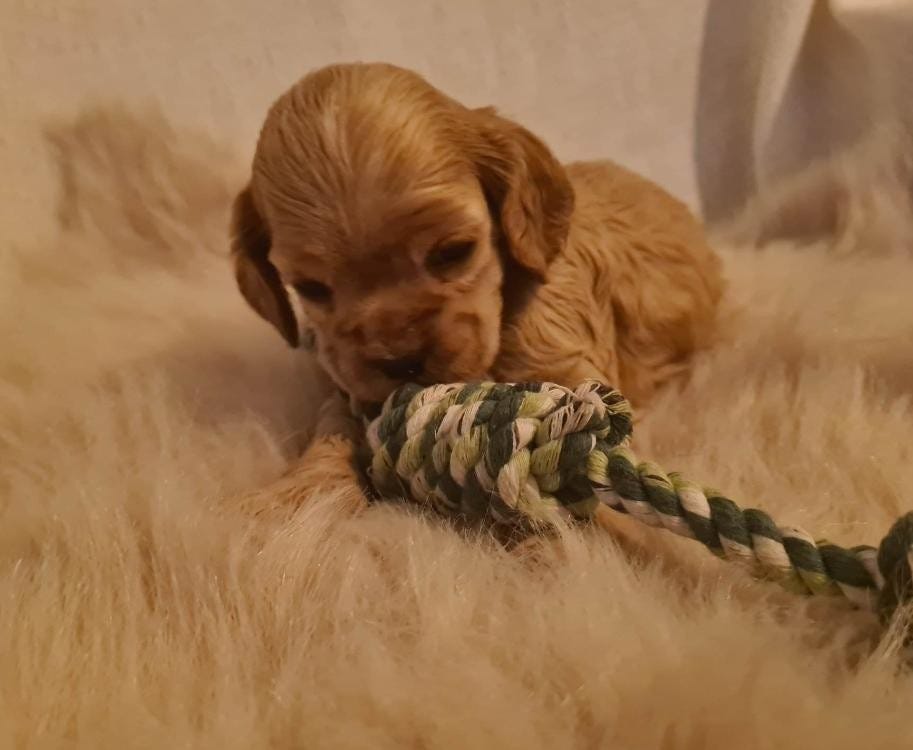 Verdens vakreste Amerikanske Cocker Spaniel valper. 🐾 | FINN-torget