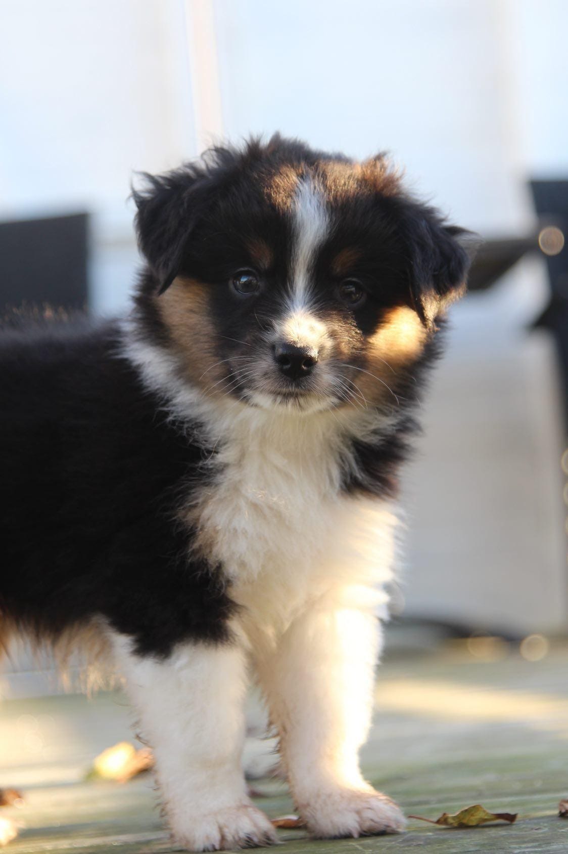 Nydelig Miniature American Shepherd-valp (MAS) trenger nytt hjem | FINN ...