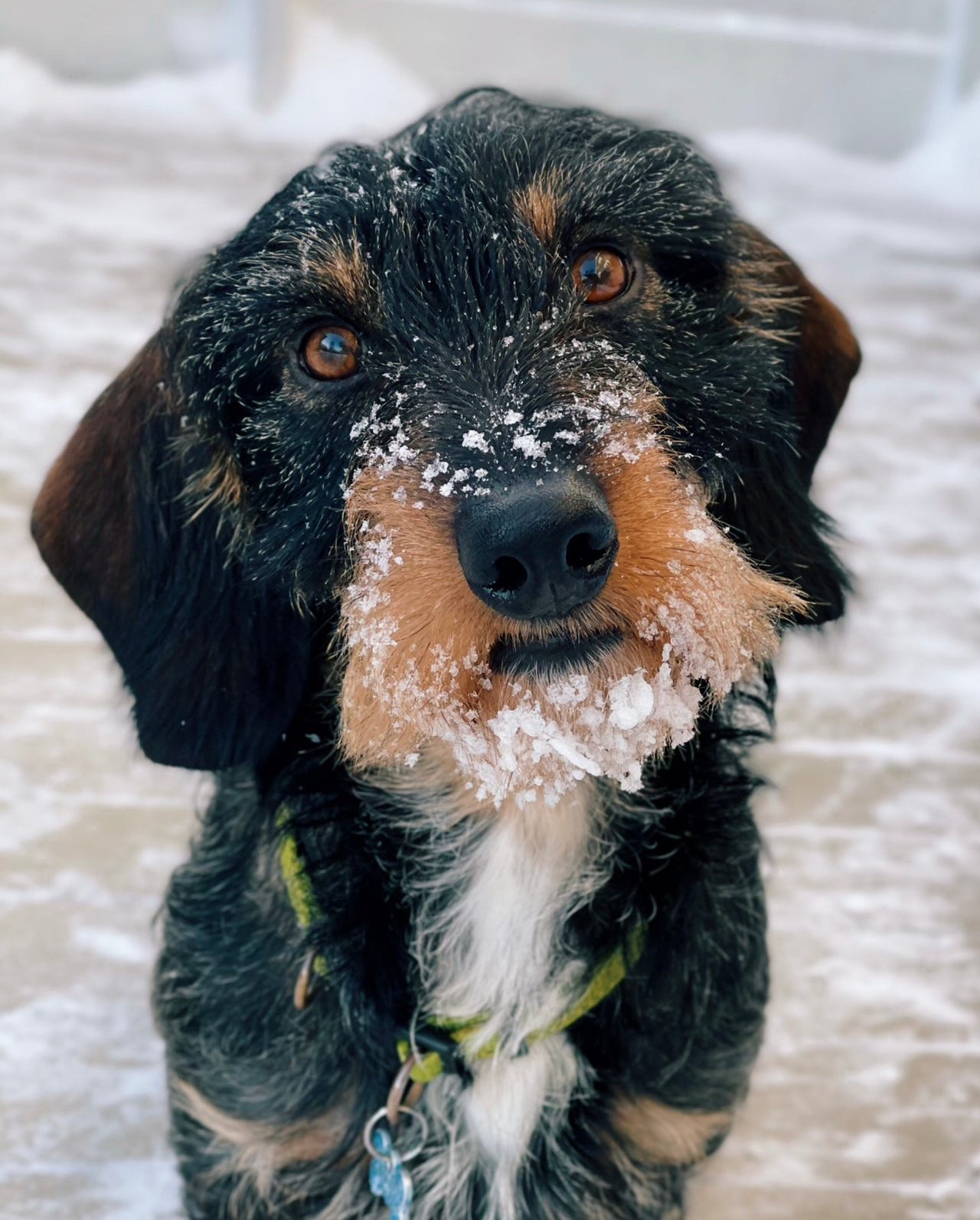 Strihåret dachs vurderes omplassert | FINN torget