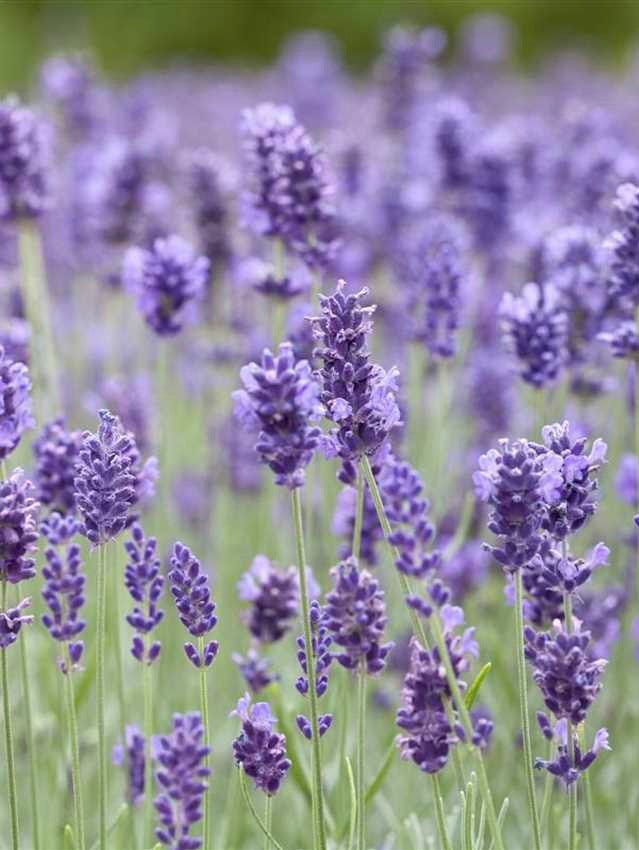 Lavendel «lavandula angustifolia hidcote blue strain» - Staude | FINN ...