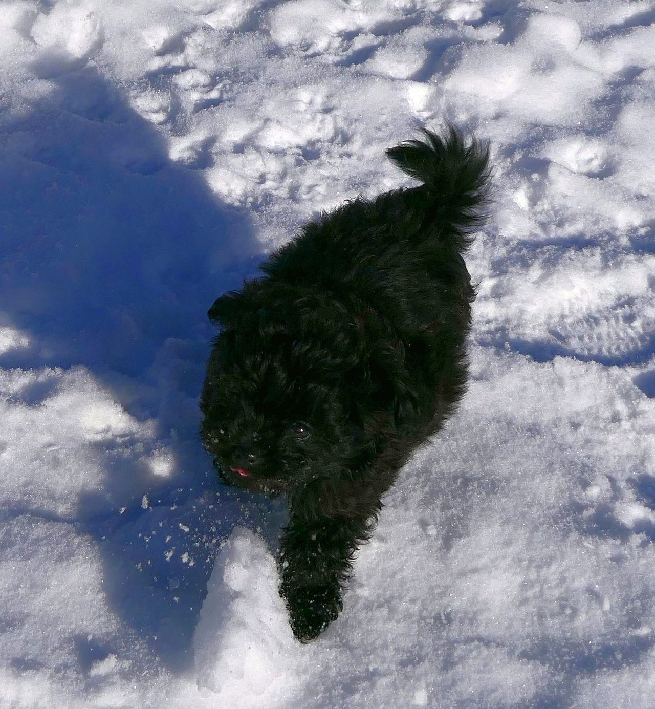 Puddel blanding - minidoodle - spitzpoo | FINN torget