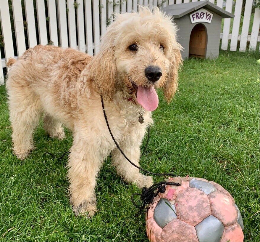 Ønskes kjøpt en Cockapoo, Cavapoo eller Cobberdog voksen tispe ...