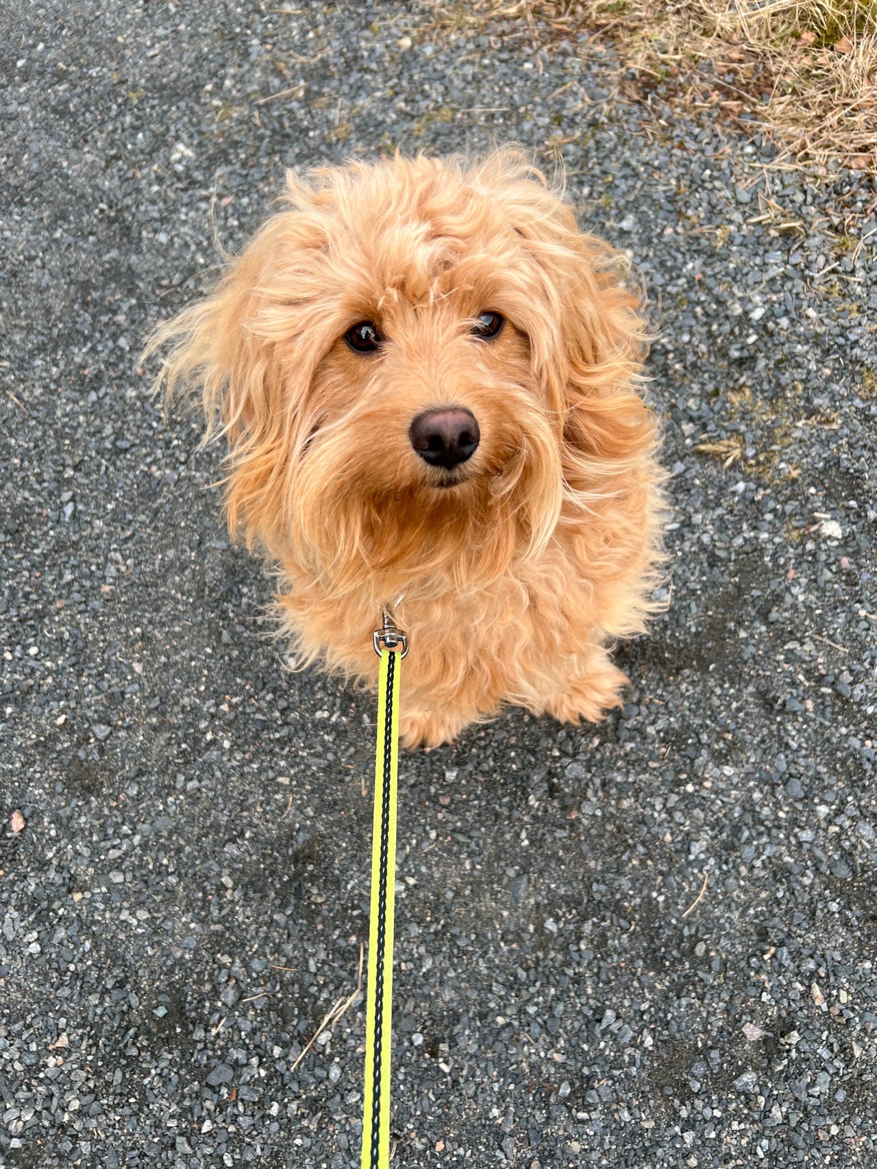 Spitzpoo gutt 1 år til salgs | FINN torget