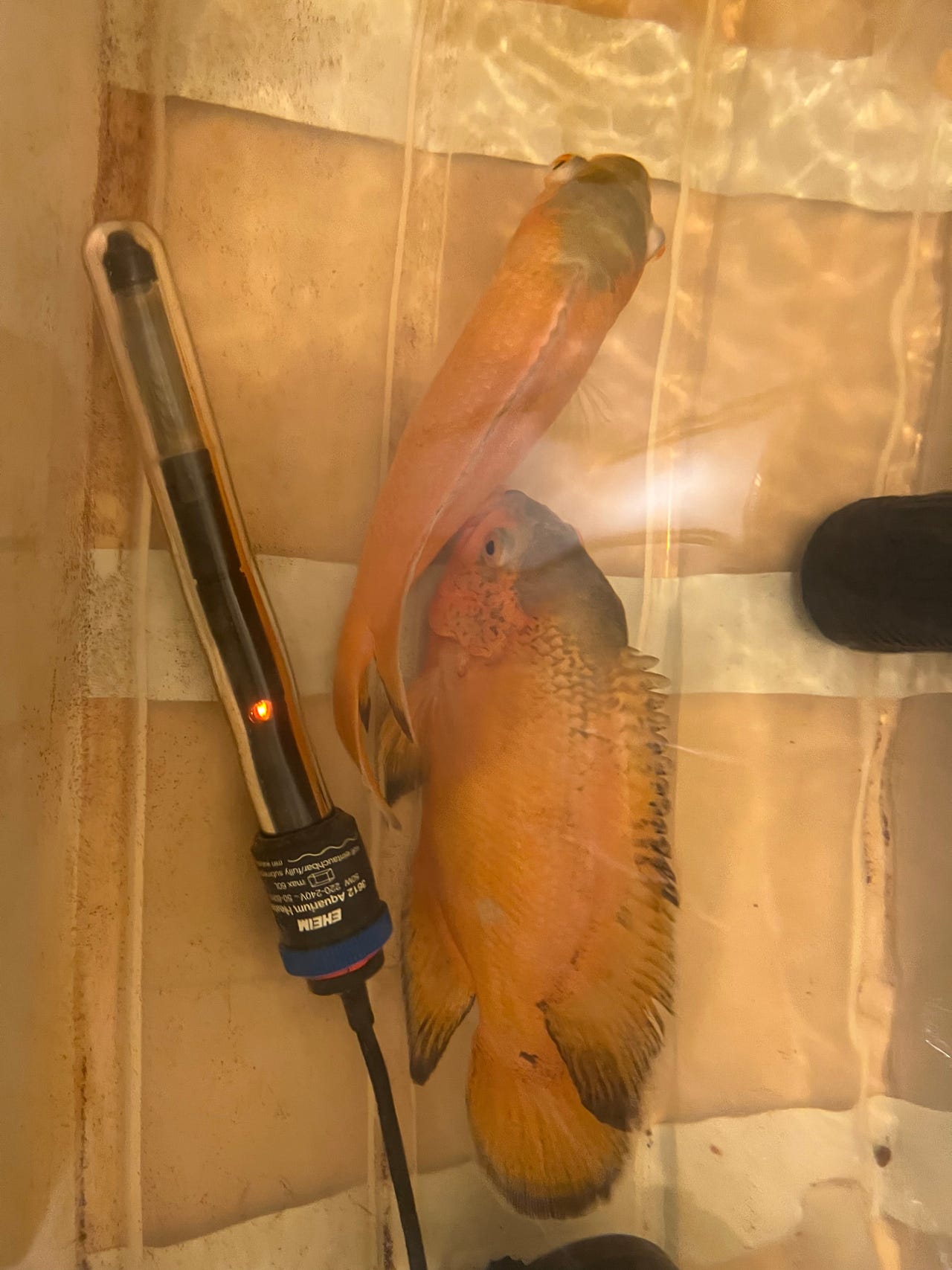 Selger Oscar fisk 900kr for 2stk | FINN torget