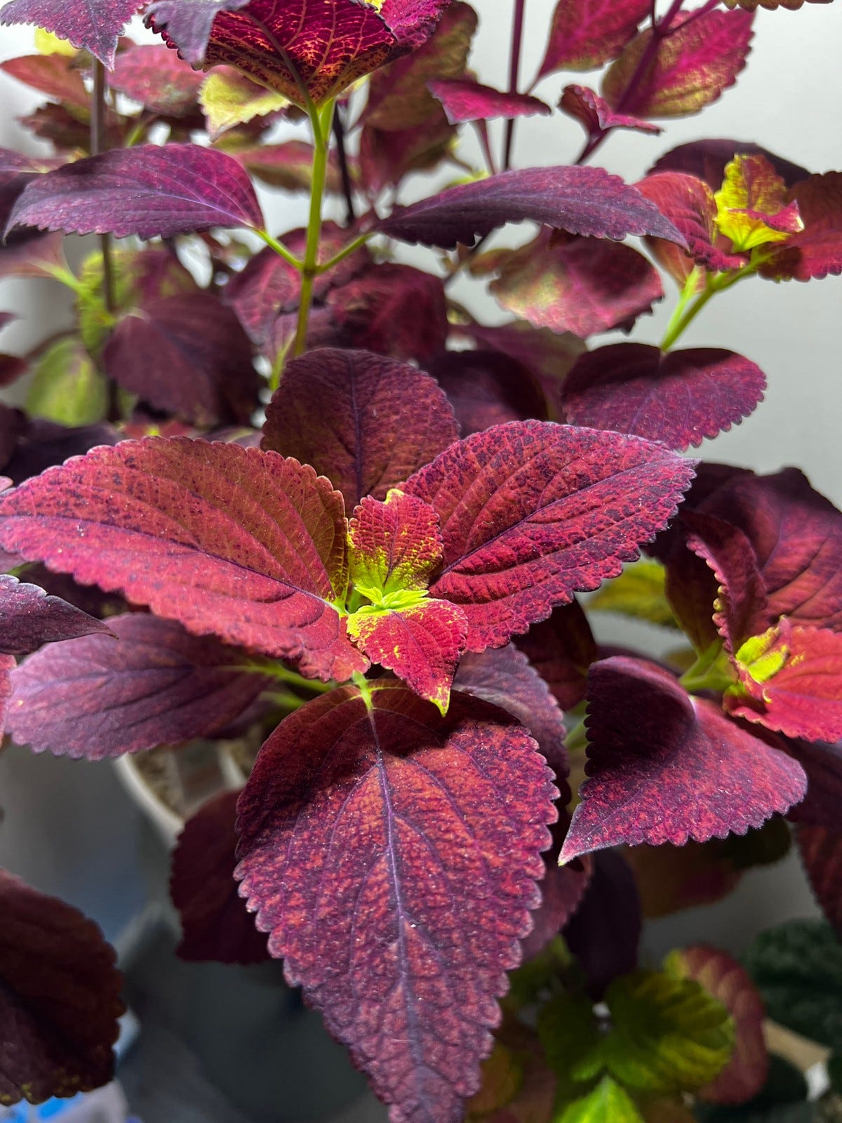 Coleus - Alabama Sunset stikling | FINN torget