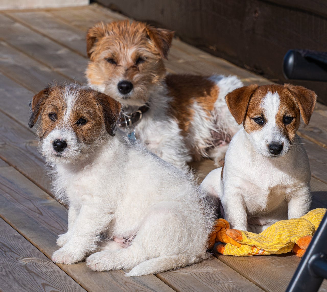 Jack Russel Terrier valp til salgs. Klare for levering. | FINN torget