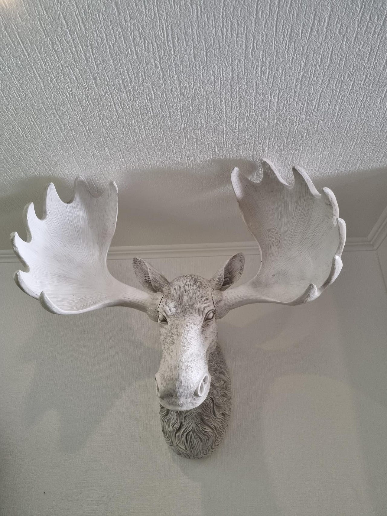 Elg hode | FINN torget