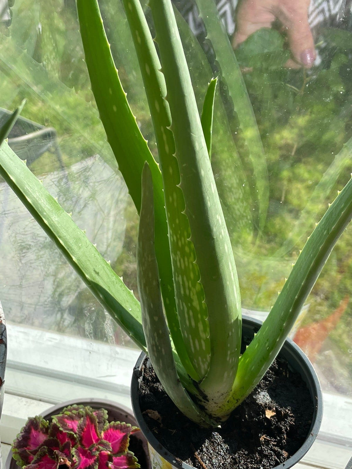 Alea vera plante | FINN torget