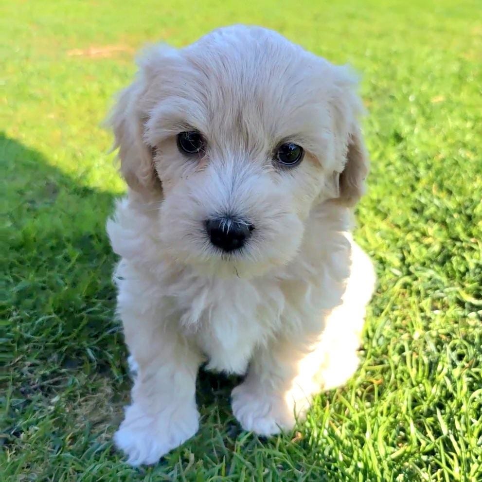 Maltipoo valp *OPPDATERT* | FINN torget