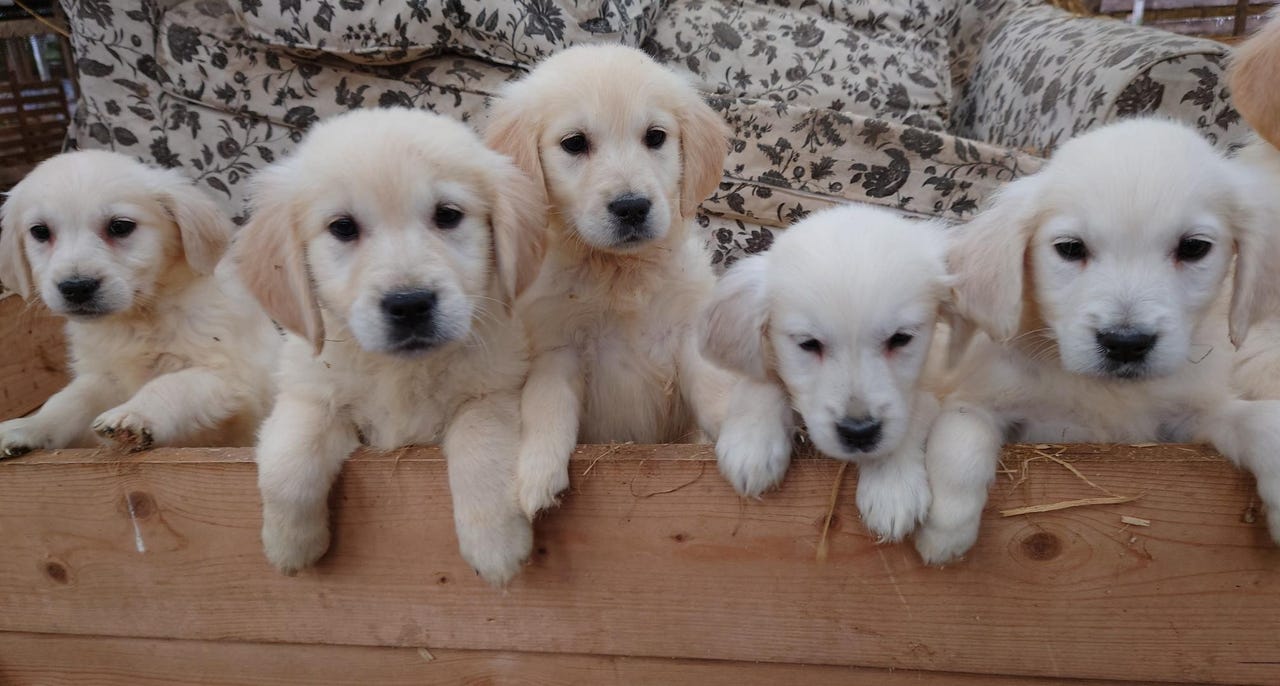 Golden retriever valper til salgs | FINN torget