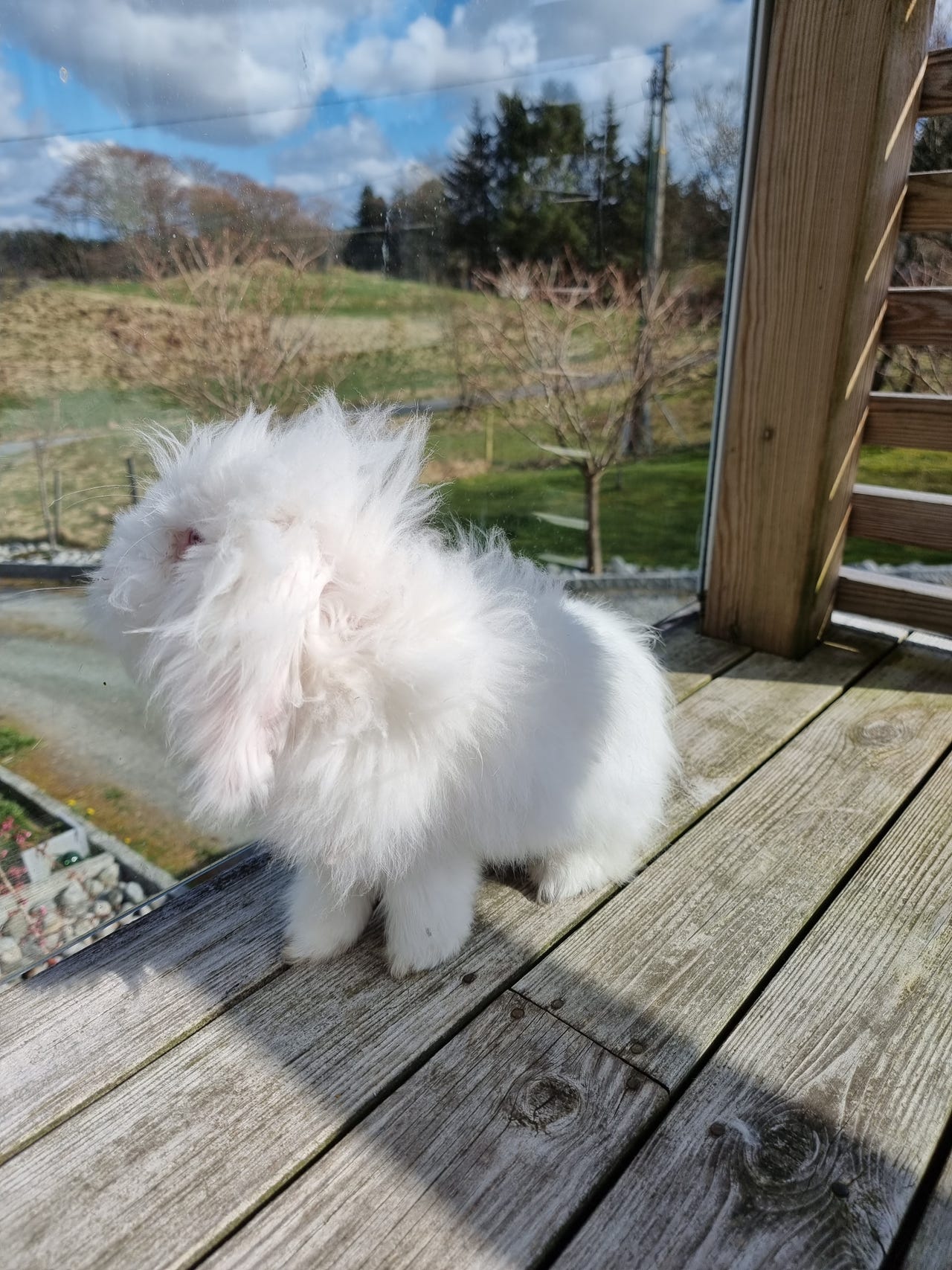 Kanin, angora kanin , Hvit kanin | FINN torget