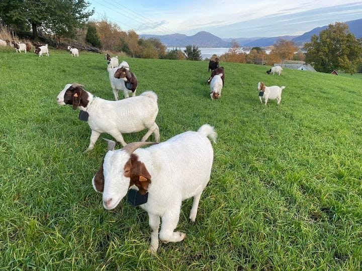 Leie av geiter til pleie av kulturlandskap | FINN-torget