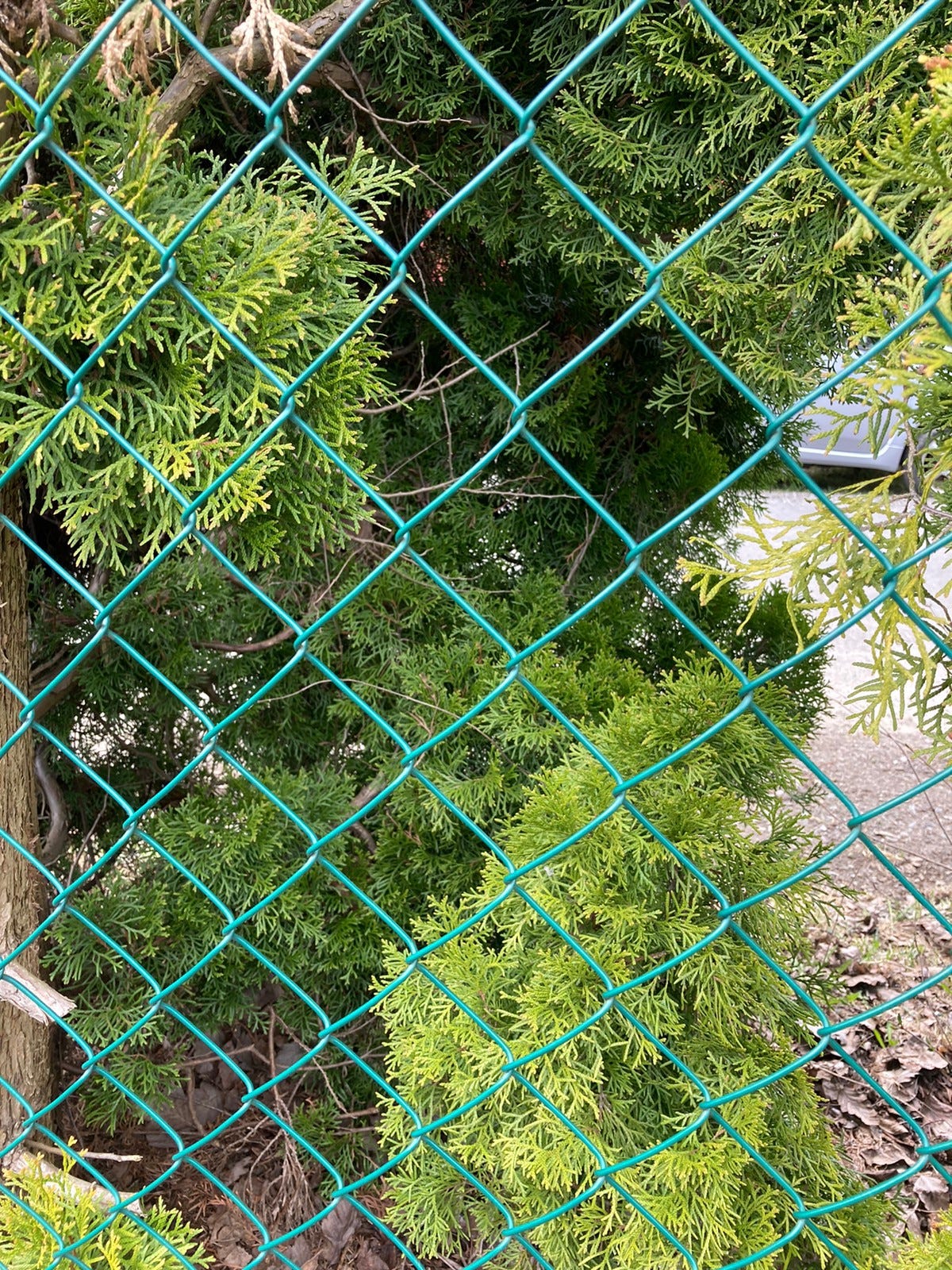 nettinggjerde,flettverk gjerde plastbelagt. | FINN torget
