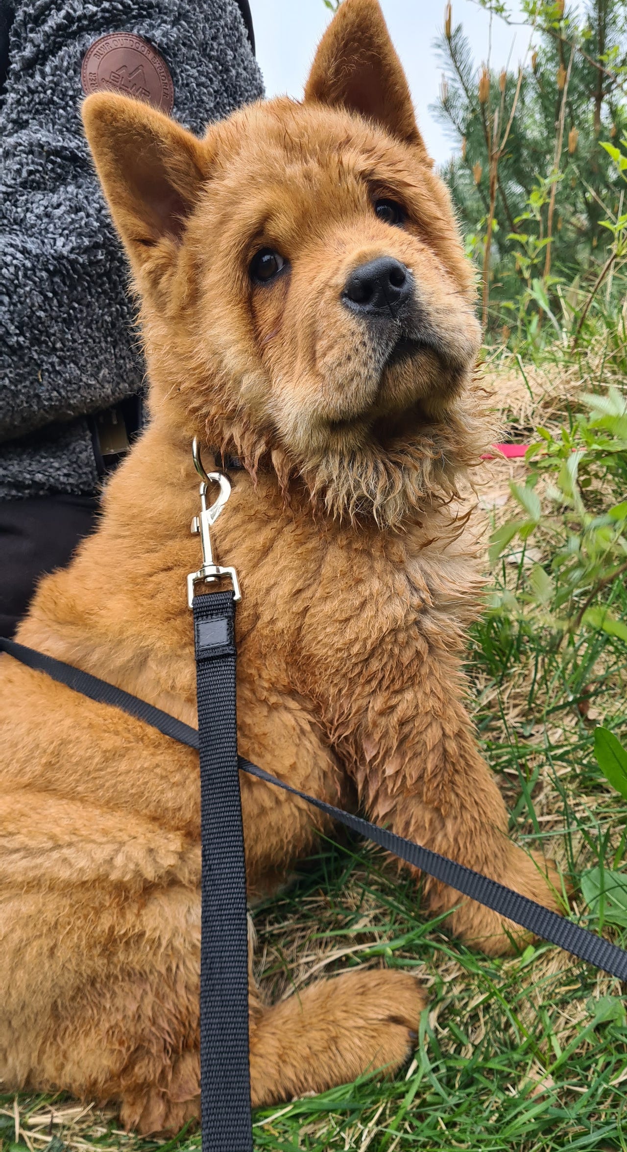 Herlig Chow chow valp til salgs | FINN-torget