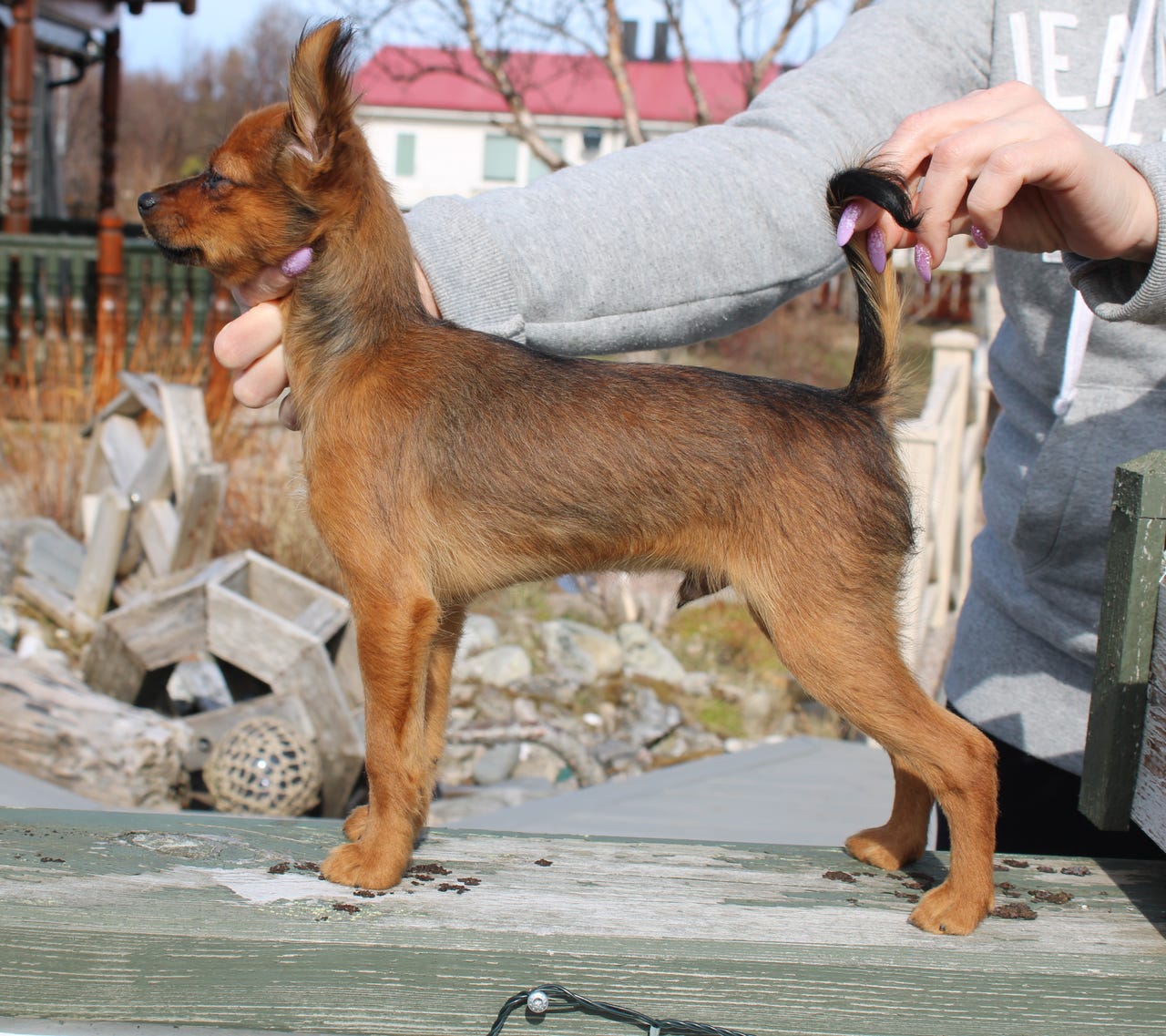 Miniatyr hunder. Toy terrier valper | FINN torget