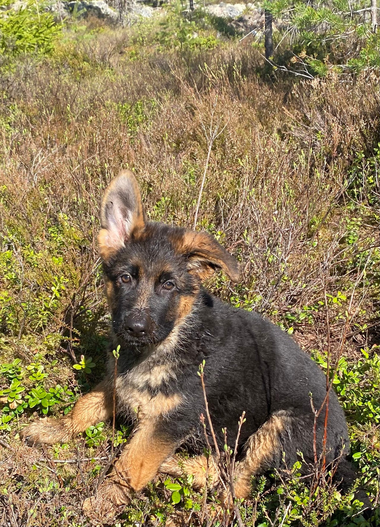 Schäfer - Schæfer - Schäfervalp- Schæfervalp | FINN torget