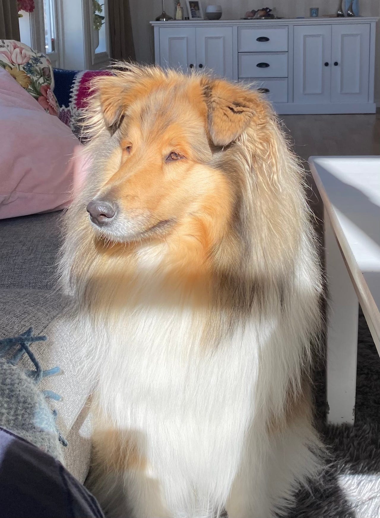 Midlertidig omplassering av hund | FINN torget