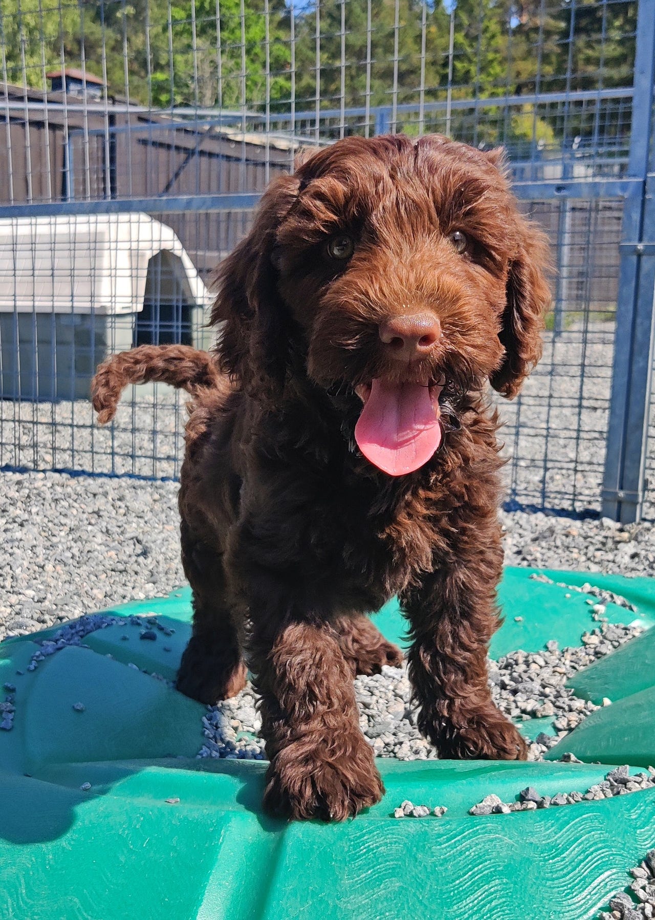 Australian Cobberdog i Mini+ og Medium Størrelse | FINN torget